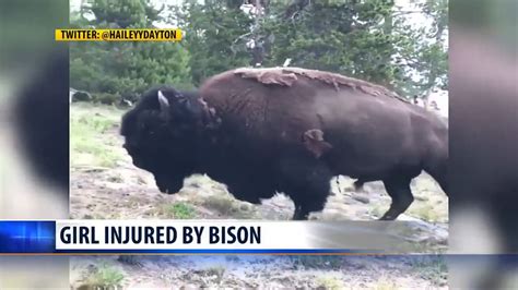 2019 Viral Video Shows A Bison Throw A Girl Into The Air