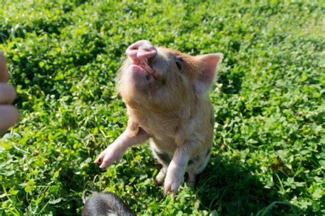 Schweine lernen von ihren Müttern | hpd