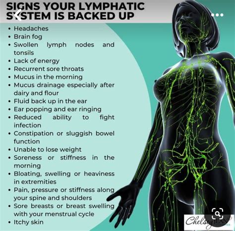 Best 12 3 Lymphatic Drainage Massage Techniques To Try At Home Artofit