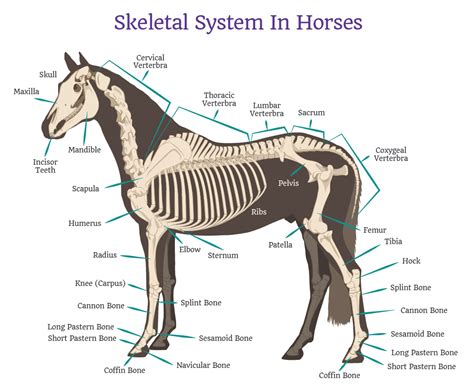 Equine Anatomy Chart