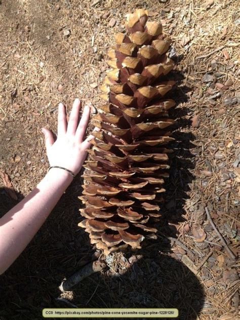 Have You Ever Heard Of Or Seen A Sugar Pine Tree Virily