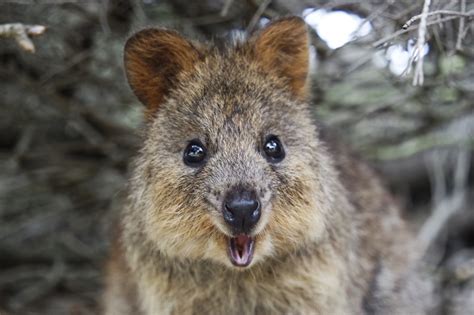 Fact File Quokka Setonix Brachyurus Australian Geographic