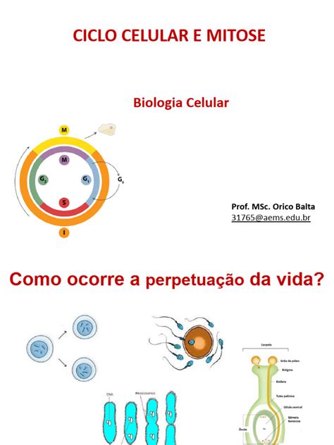 Ciclo Celular E Mitose Download Grátis Pdf Mitose Meiose