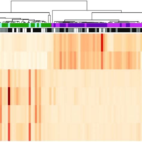 Gene Expression Heat Map Of Development Associated Genes Rows Are