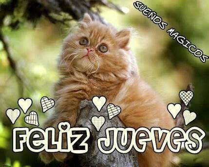 Feliz Jueves Cats Cute Fluffy Kittens Cat Lovers