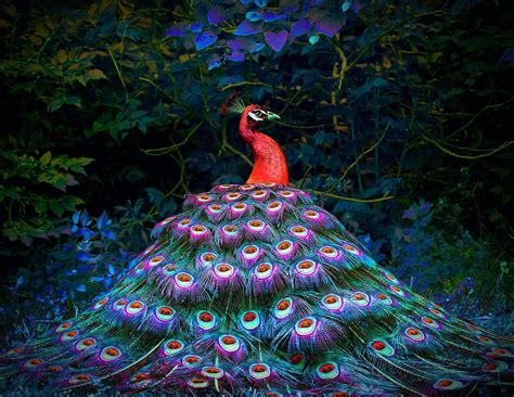 Red Peacock Animals Beautiful Pet Birds Exotic Birds