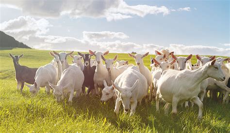 A2 Goat Milk Launched