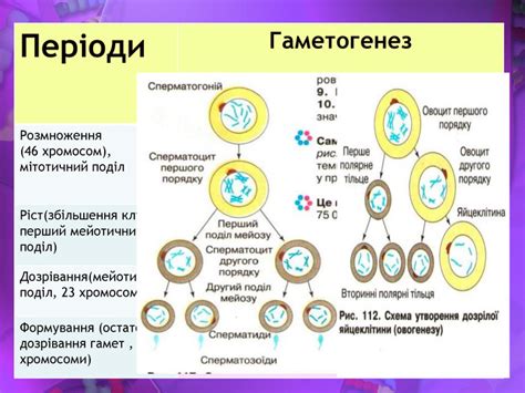 Гаметогенез — стадії фази схема утворення статевих клітин