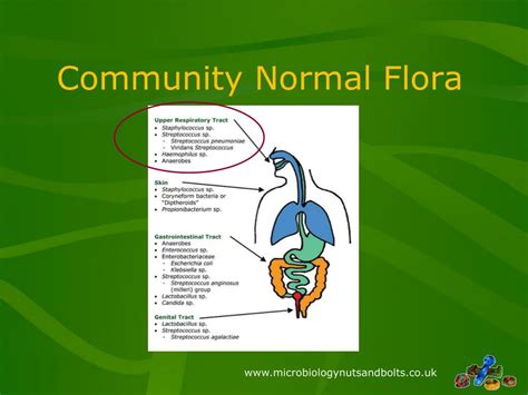 Ppt Microbiology Nuts And Bolts Primary Care Powerpoint Presentation