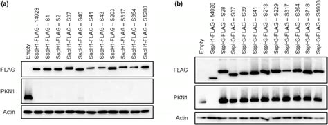 Pkn1 Degradation During Ectopic Expression Of Ssph1 And Ssph1‐like