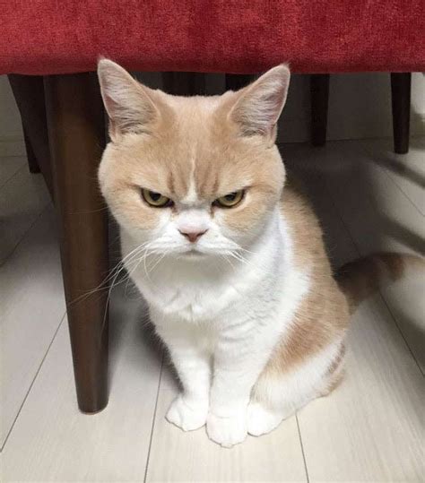 30 Pictures Of The Worlds Angriest Cats Ever We Love Cats And Kittens