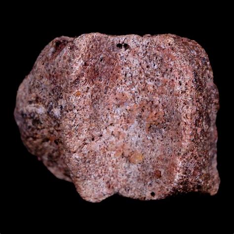 13 Crocodile Fossil Vertebrae Bone Hell Creek Fm Cretaceous Dinosaur Age Montana