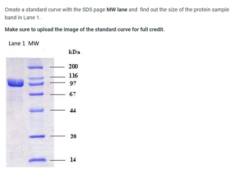 solved create a standard curve with the sds page mw lane and