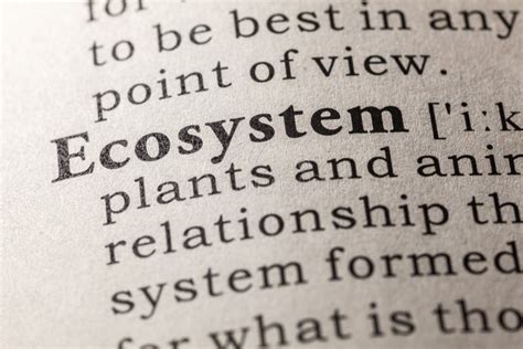 Definition Of The Word Ecosystem Stock Image Image Of Text Word 153523935