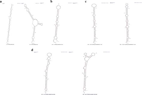 Secondary Structure Of Novel Pre Mirna A D Secondary Structure Of Download Scientific Diagram