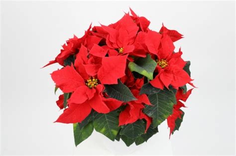 겨울 꽃 ‘포인세티아 국산품종이 절반 이상 대한급식신문