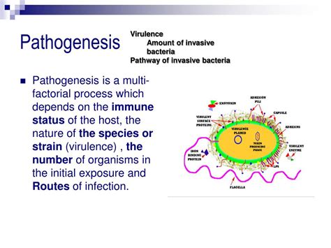 Ppt Bacterial Infection And Immunity Powerpoint Presentation Free