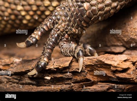 Rio Fuerte Beaded Lizard Heloderma Exasperatum From Sonora Mexico