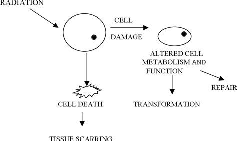 Table From THE REVERSAL OF LOW LEVEL GAMMA IRRADIATION INDUCED ABERRATIONS IN THE RAT TESTES