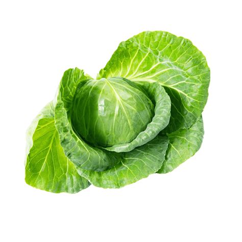 Tiara Cabbage