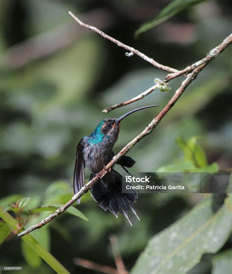 녹색 에르미트 허밍버드 나뭇가지에 서서 멀리 비행 하는 위치를 차지 배경의 숲 아름다운 회색 보라색 녹색과 파란색 새 0명에 대한 스톡 사진 및 기타 이미지 Istock