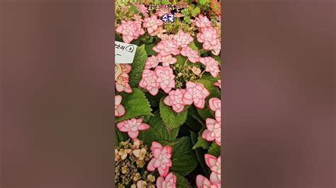 희순야생화 수국부분지역월동 Youtube