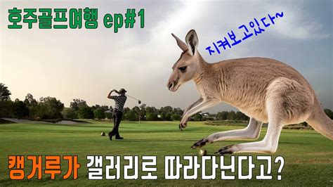 호주골프여행 Ep1 시드니 근교 헌터밸리의 골프코스에서 캥거루와 함께 골프친 사연 Youtube