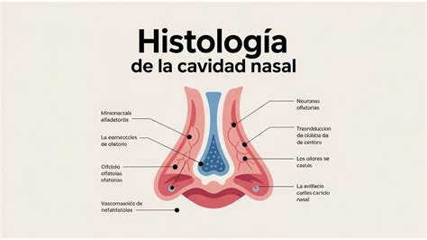 Histologia Sistema Respiratorio Cavidad Nasal Epitelio Olfatorio