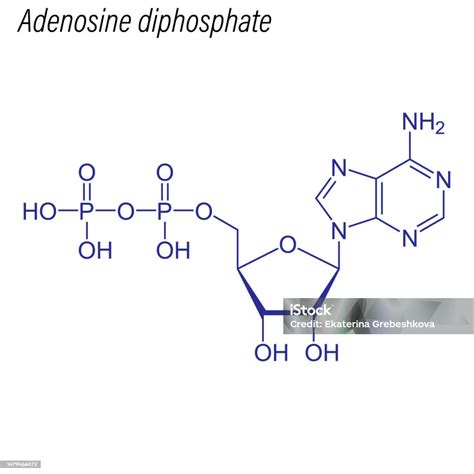 Vector Skeletal Formula Of Adenosine Diphosphate Chemical Molecule