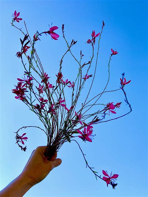 Gaura Istruzioni Per Coltivare Una Pianta Facile Donna Moderna