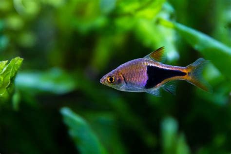 Rasbora Lifespan How Long Do They Live Avid Aquarist