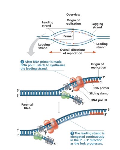 Lecture 5 Dna Duplication Flashcards Quizlet