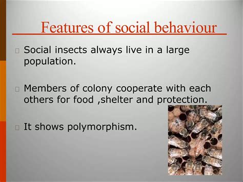 Social Behavior In Honey Bees Pptx