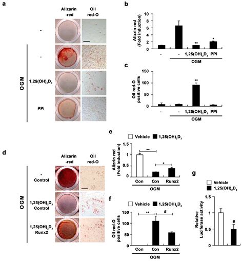 Downregulation Of Runx2 By 1 25 Dihydroxyvitamin D3 Induces The Transdifferentiation Of