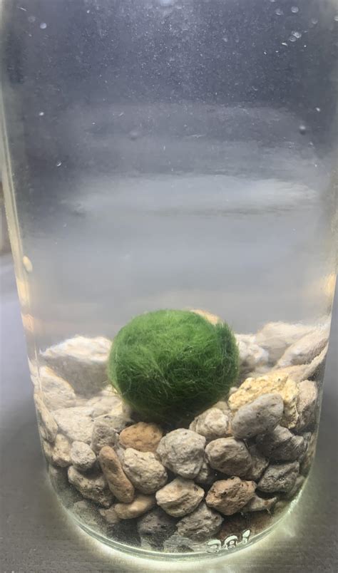 Is It Look Real 🤔 R Marimo