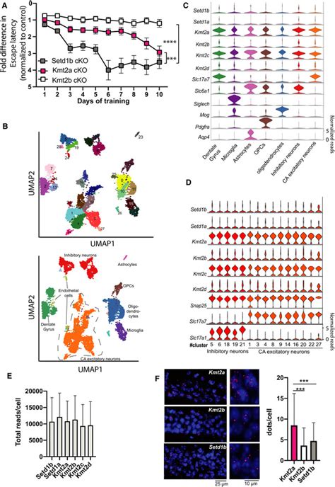 Postnatal Expression Of The Lysine Methyltransferase Setd1b Is Essential For Learning And The