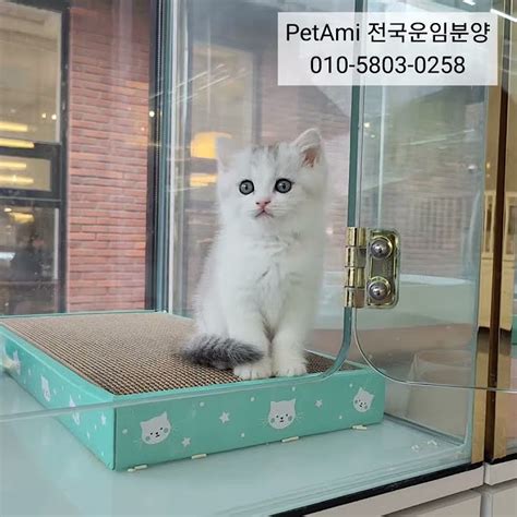합정고양이분양 브리티쉬숏헤어분양 Youtube