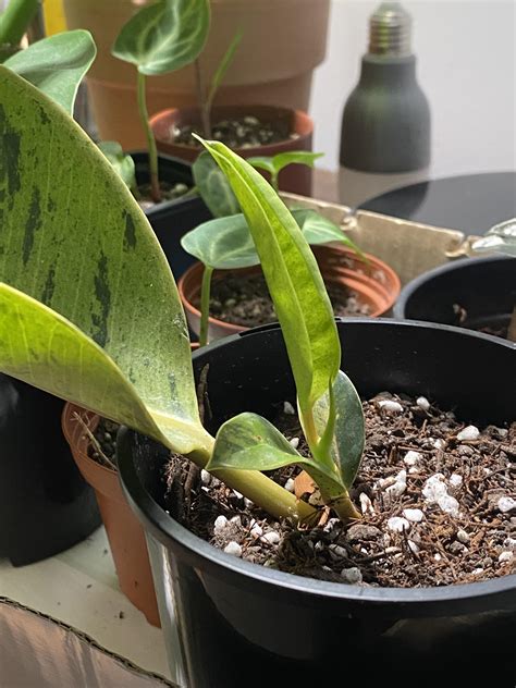 Ficus Rpropagation