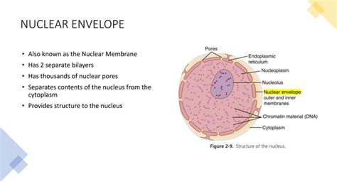 Nuclear Envelope Diagram