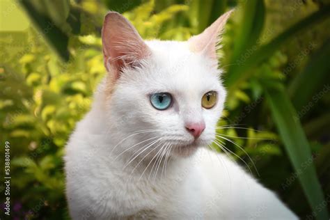 The Khao Manee Cat Also Known As The Diamond Eye Cat Is A Rare Breed Of Cat Originating In