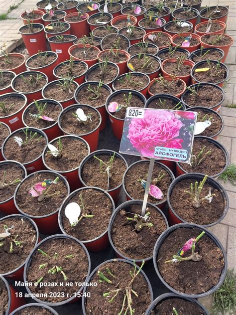 Заметки о разном и важном 6 Майя о розах и не только Дзен