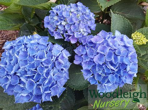 Hydrangea Macrophylla Opal Woodleigh Nursery