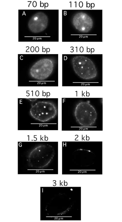 Effect Of DNA Size On Sub Cellular Distribution And Nuclear Download Scientific Diagram