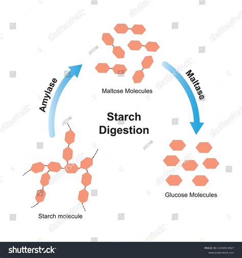Scientific Designing Starch Digestion Amylase Maltase Stock Vector