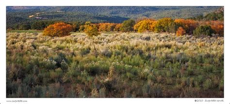 Brush At Sunset Brush Glowing At Sunset By Flickr