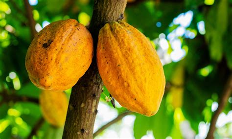 Cocoa Research Institute Of Ghana New Tafo Akim At Jeanette Taylor Blog
