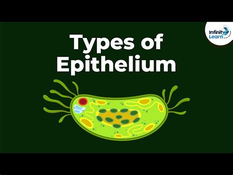 Types Of Epithelial Cells