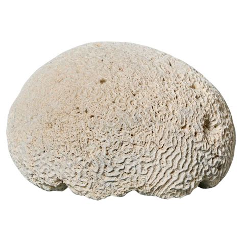 Fossilized Brain Coral Diploria Labyrinthiformis For Sale At 1stdibs