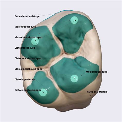 Maxillary Second Molar Anatomy Ppt Anatomical Landmarks Powerpoint