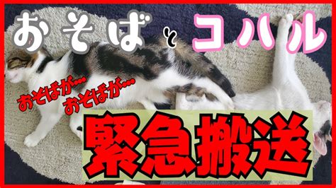 かわいい姉妹猫おそばが緊急搬送されましたおそばの運命やいかに コハルも心配してるよ YouTube